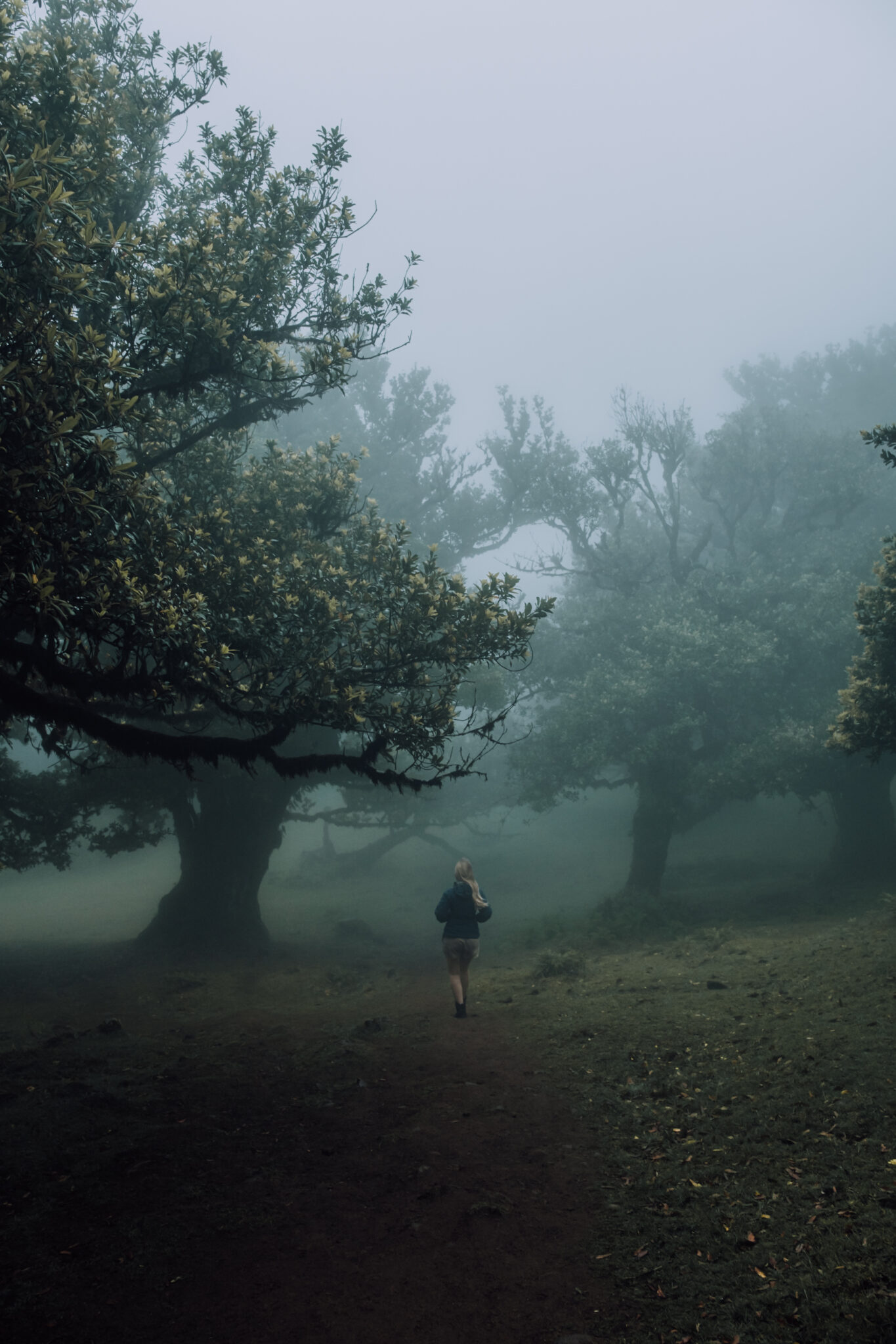 Ultimate Guide to Fanal Forest, Madeira: Tips & What to See - The ...