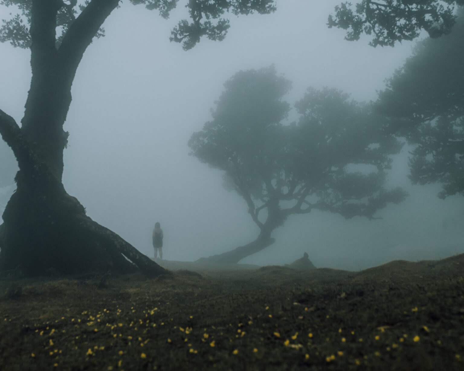 Ultimate Guide to Fanal Forest, Madeira: Tips & What to See - The ...