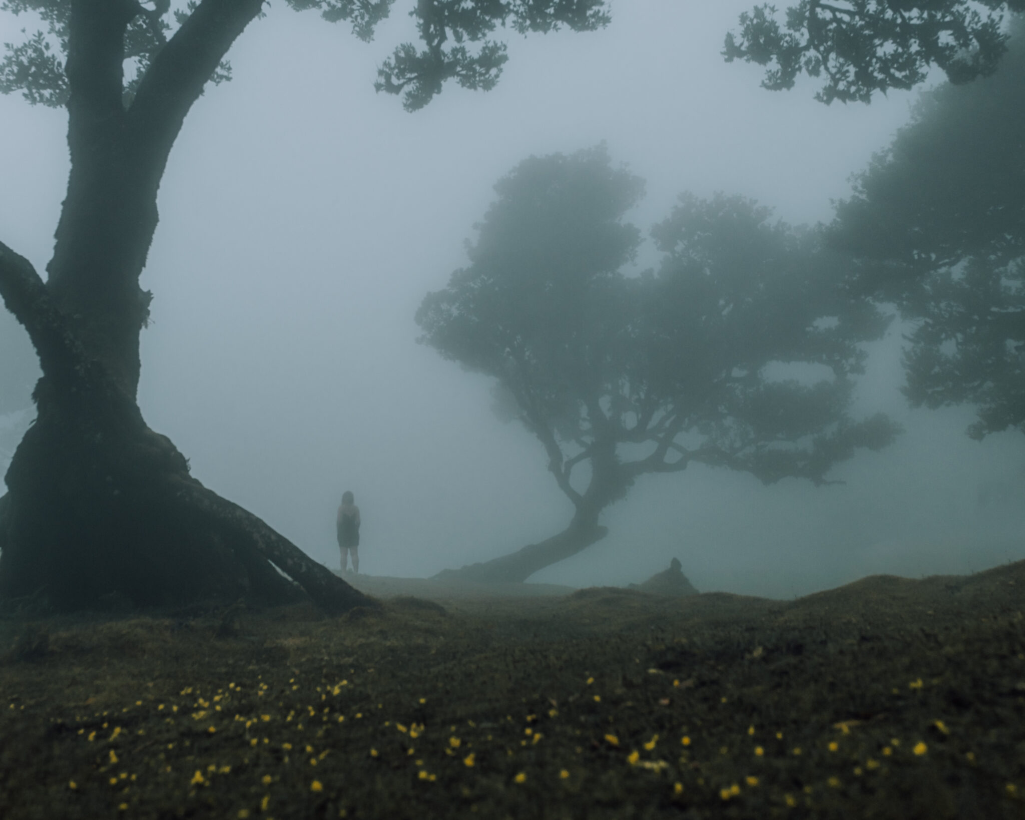 Ultimate Guide to Fanal Forest, Madeira: Tips & What to See - The ...