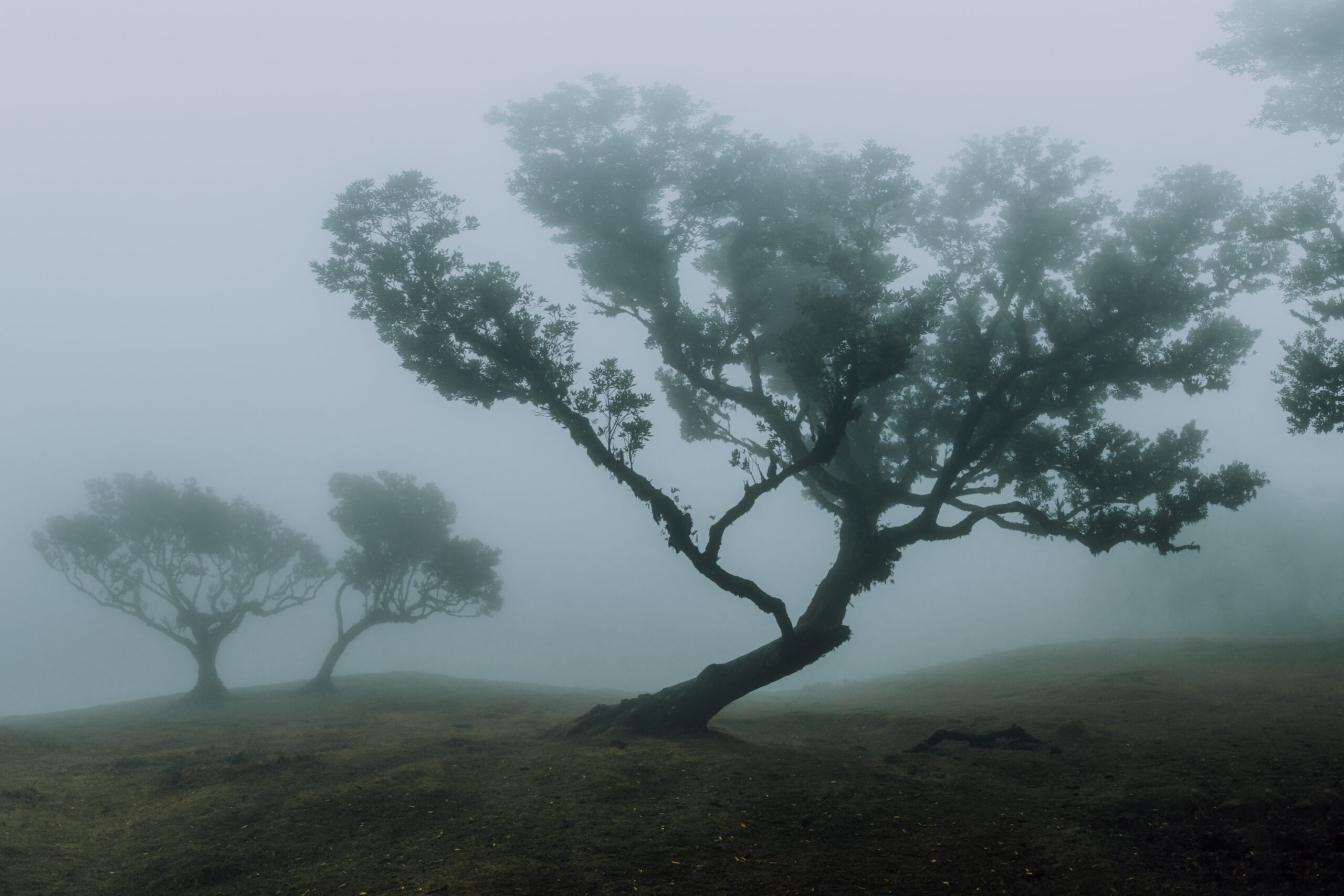 Ultimate Guide to Fanal Forest, Madeira: Tips & What to See - The ...