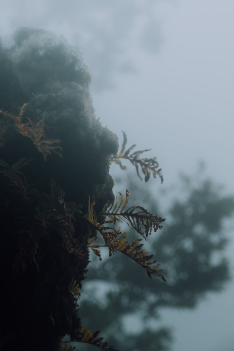 Ultimate Guide to Fanal Forest, Madeira: Tips & What to See - The ...