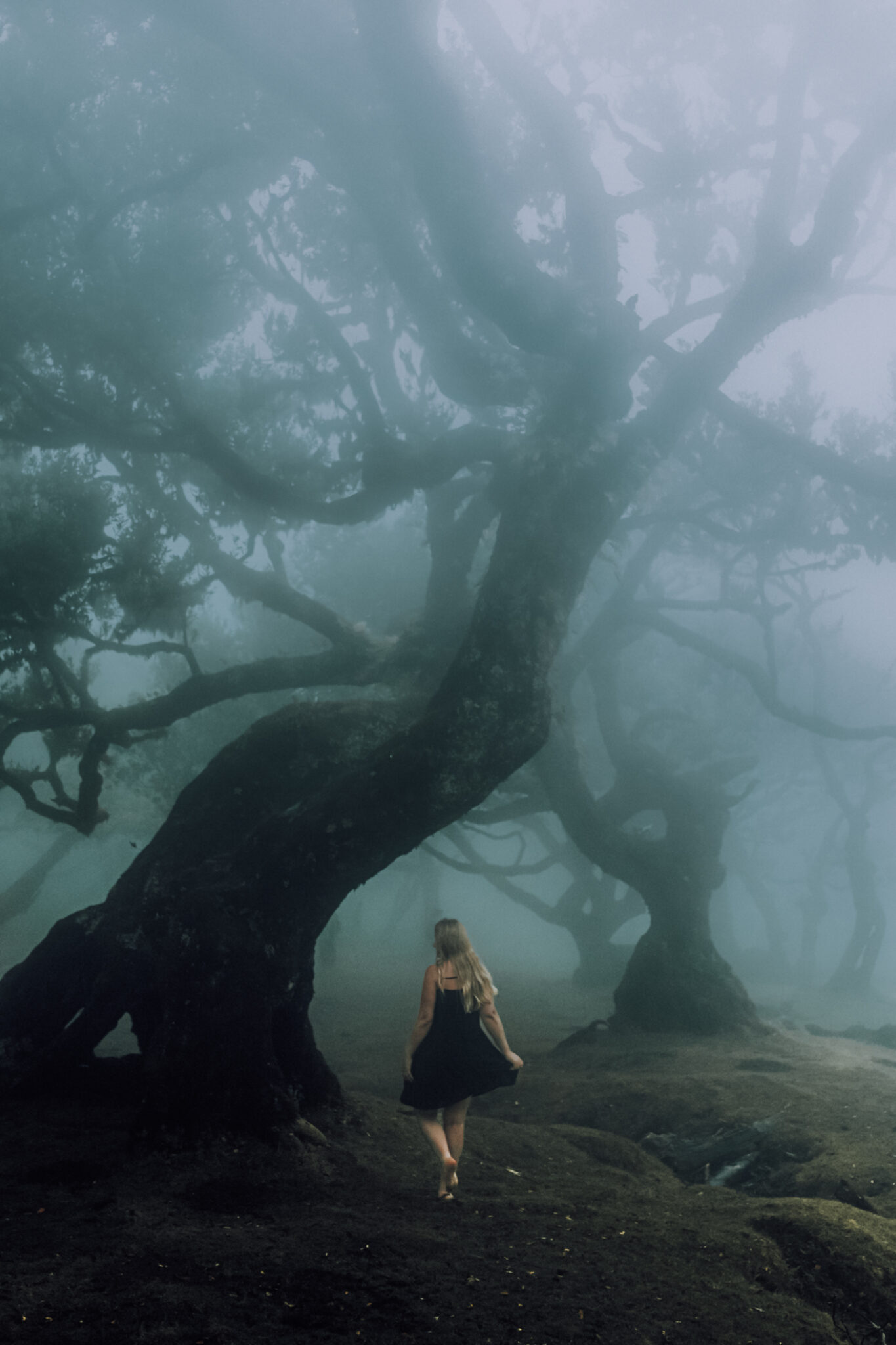 Ultimate Guide to Fanal Forest, Madeira: Tips & What to See - The ...