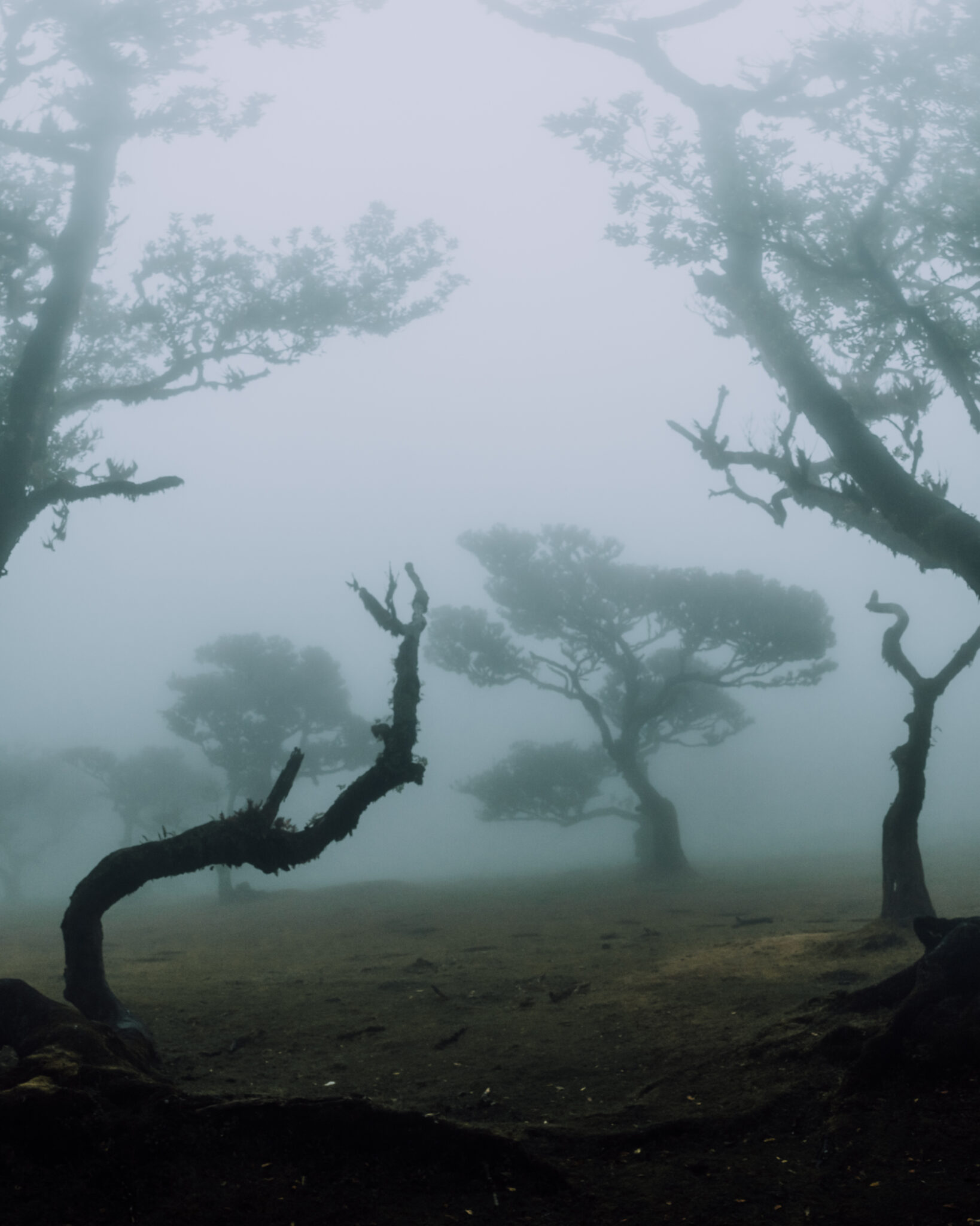 Ultimate Guide to Fanal Forest, Madeira: Tips & What to See - The ...