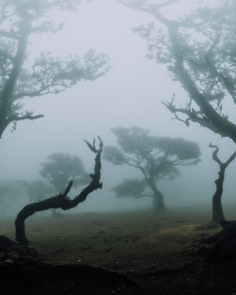Ultimate Guide to Fanal Forest, Madeira: Tips & What to See - The ...