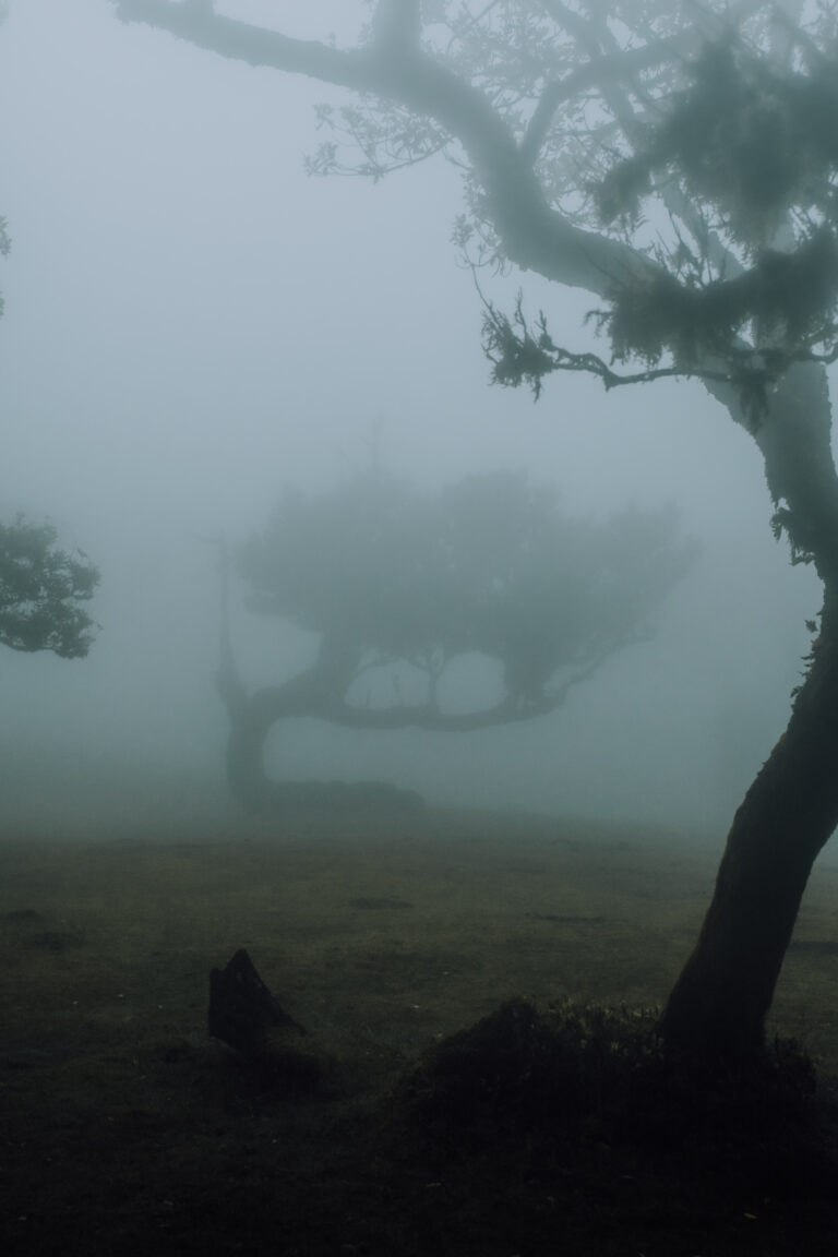 Ultimate Guide to Fanal Forest, Madeira: Tips & What to See - The ...