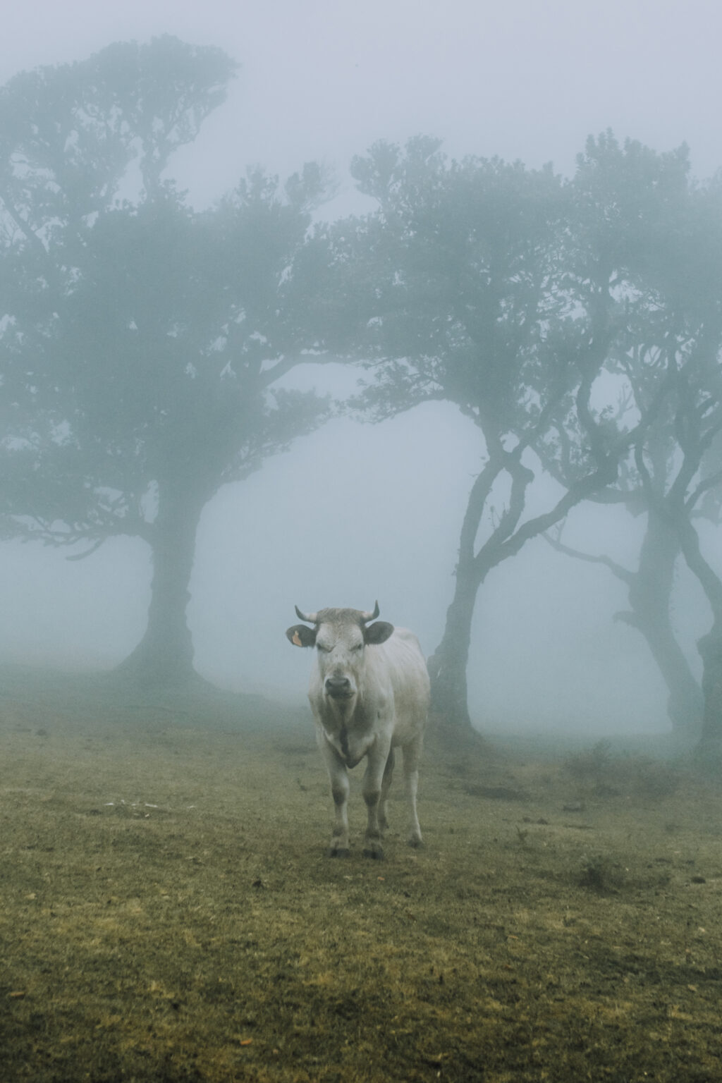 Ultimate Guide to Fanal Forest, Madeira: Tips & What to See - The ...