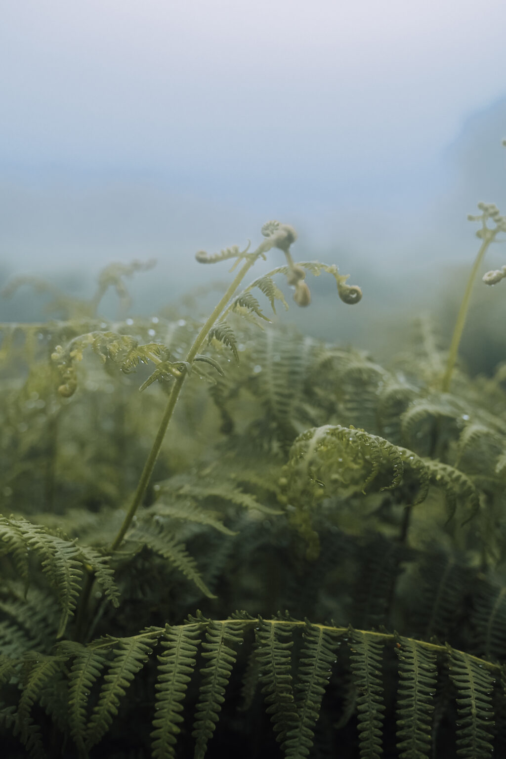 Ultimate Guide to Fanal Forest, Madeira: Tips & What to See - The ...
