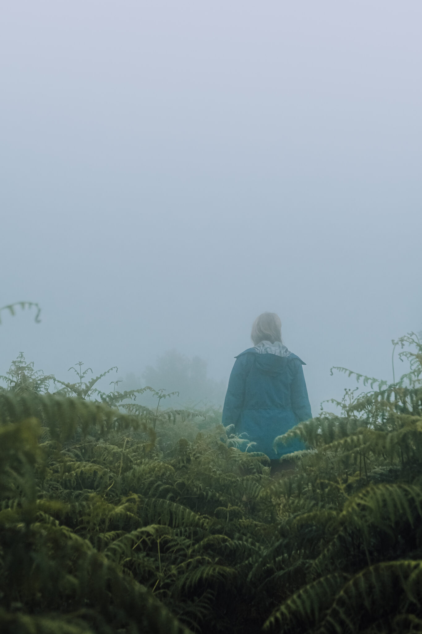 Ultimate Guide to Fanal Forest, Madeira: Tips & What to See - The ...